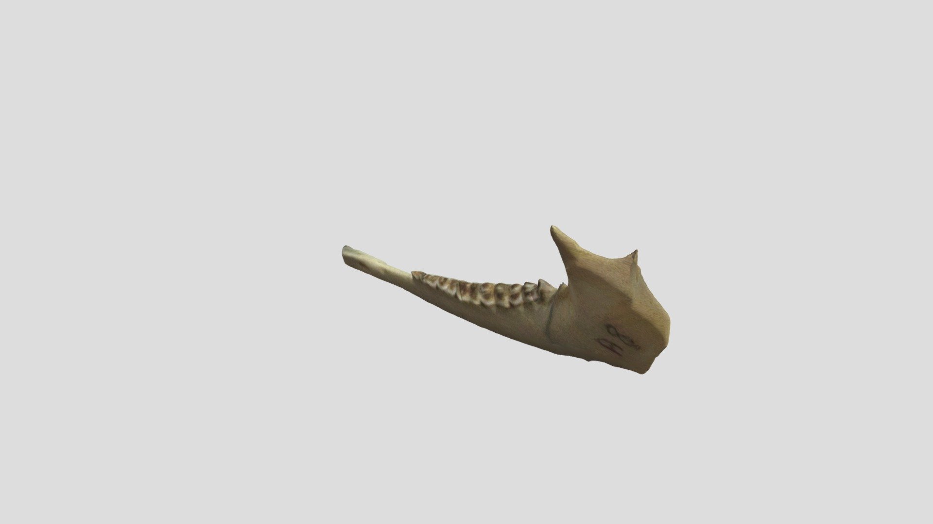 White-tailed deer jaw #A8 - Download Free 3D model by blackrockforest ...