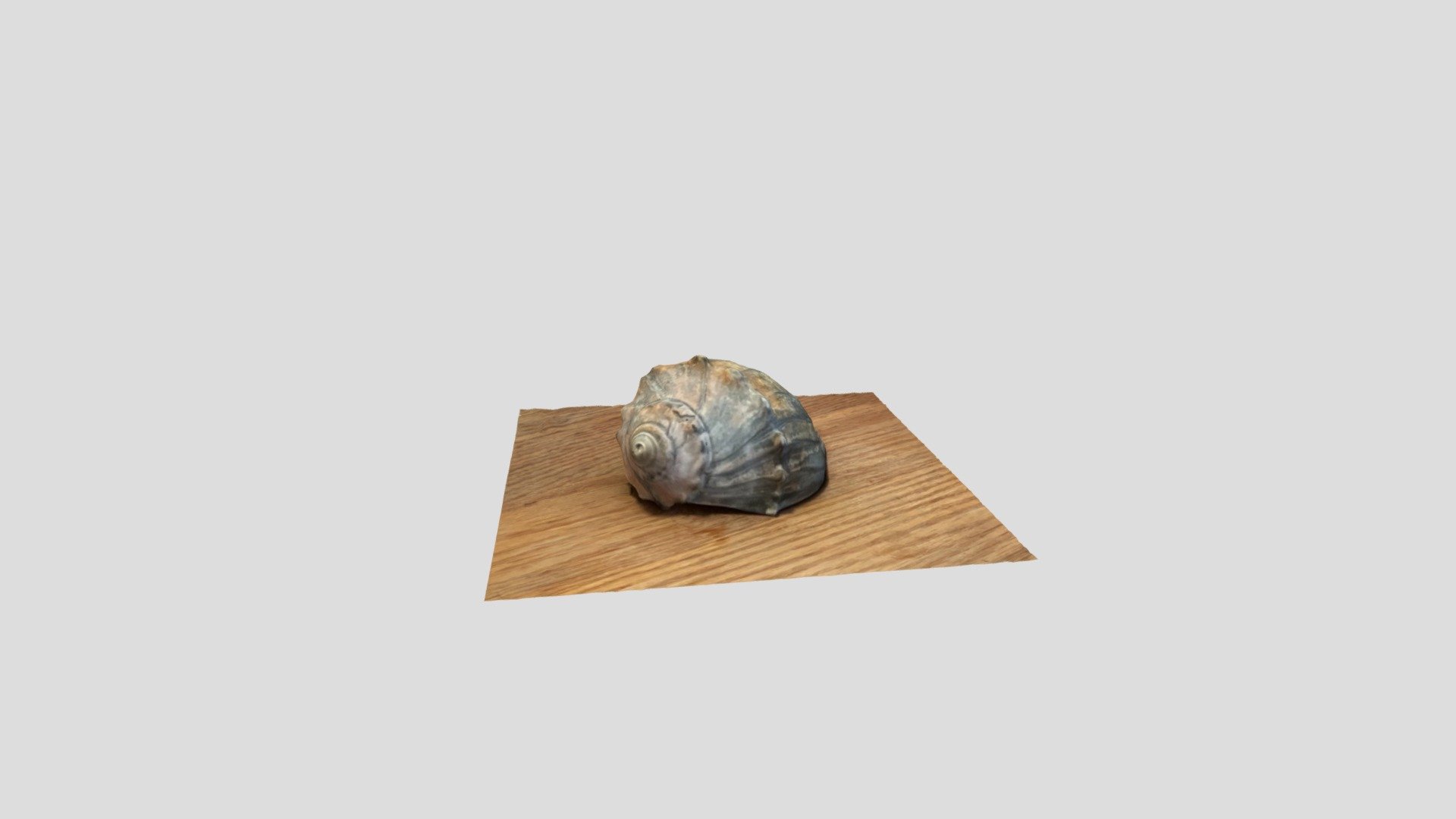 Shell 1 - Download Free 3D model by ncassab [13d559e] - Sketchfab