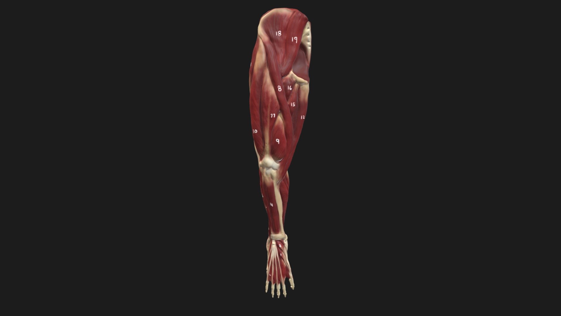 Labeled Modern Human Lower Limb Reconstruction - Download Free 3D model ...