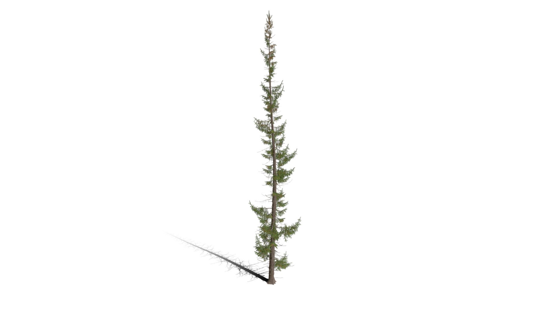 Realistic HD Norway spruce (35/43) - Download Free 3D model by ...