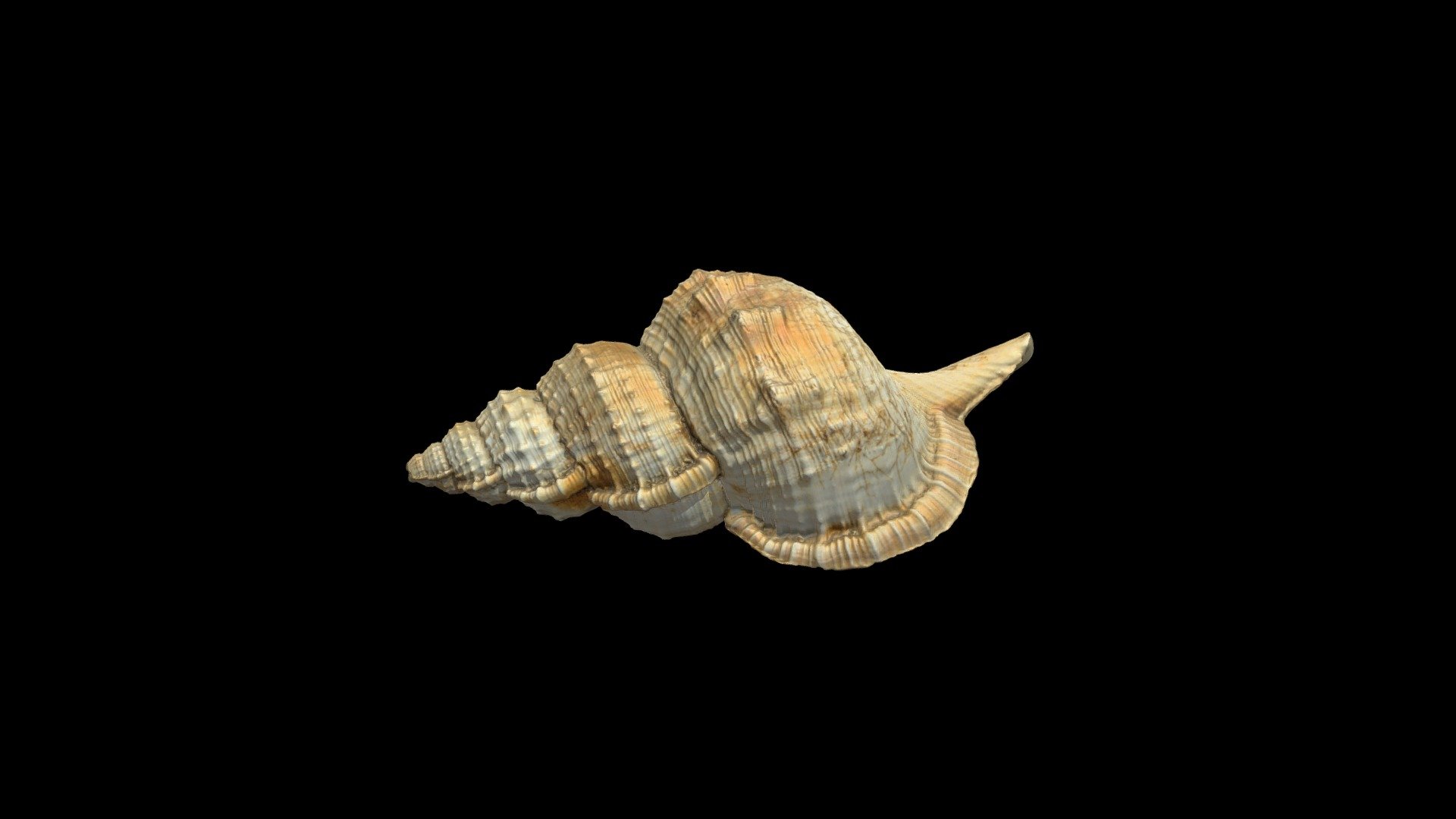 Giorgio Morandi - Conchiglia - 3D model by PublicsICC [13db386] - Sketchfab
