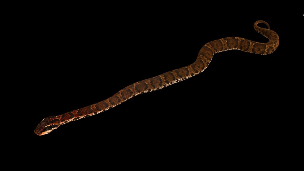 animals - reptiles - A 3D model collection by McTeeth - Sketchfab