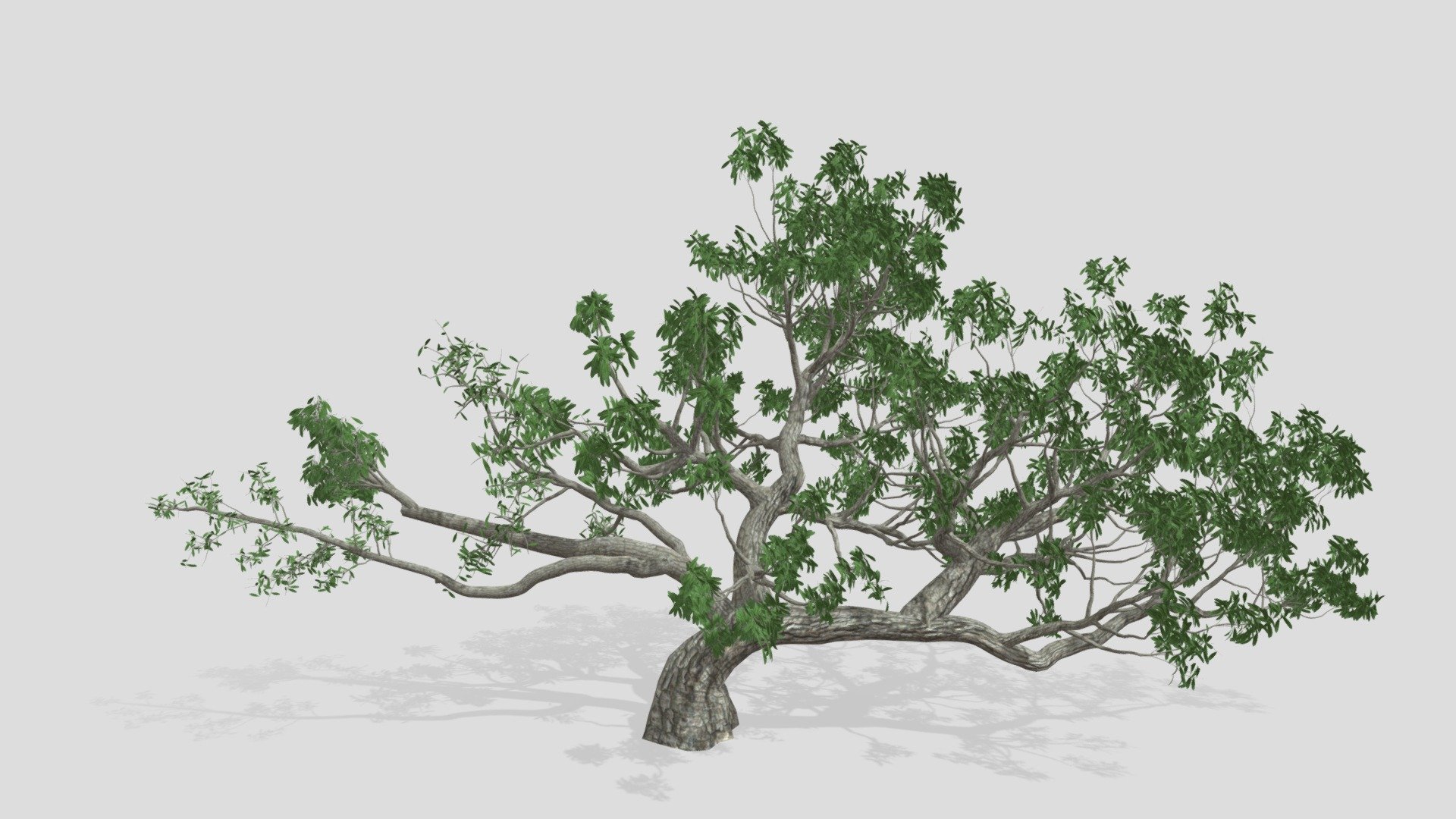 Live Oak Tree - Download Free 3D model by ASMA3D [13df7da] - Sketchfab