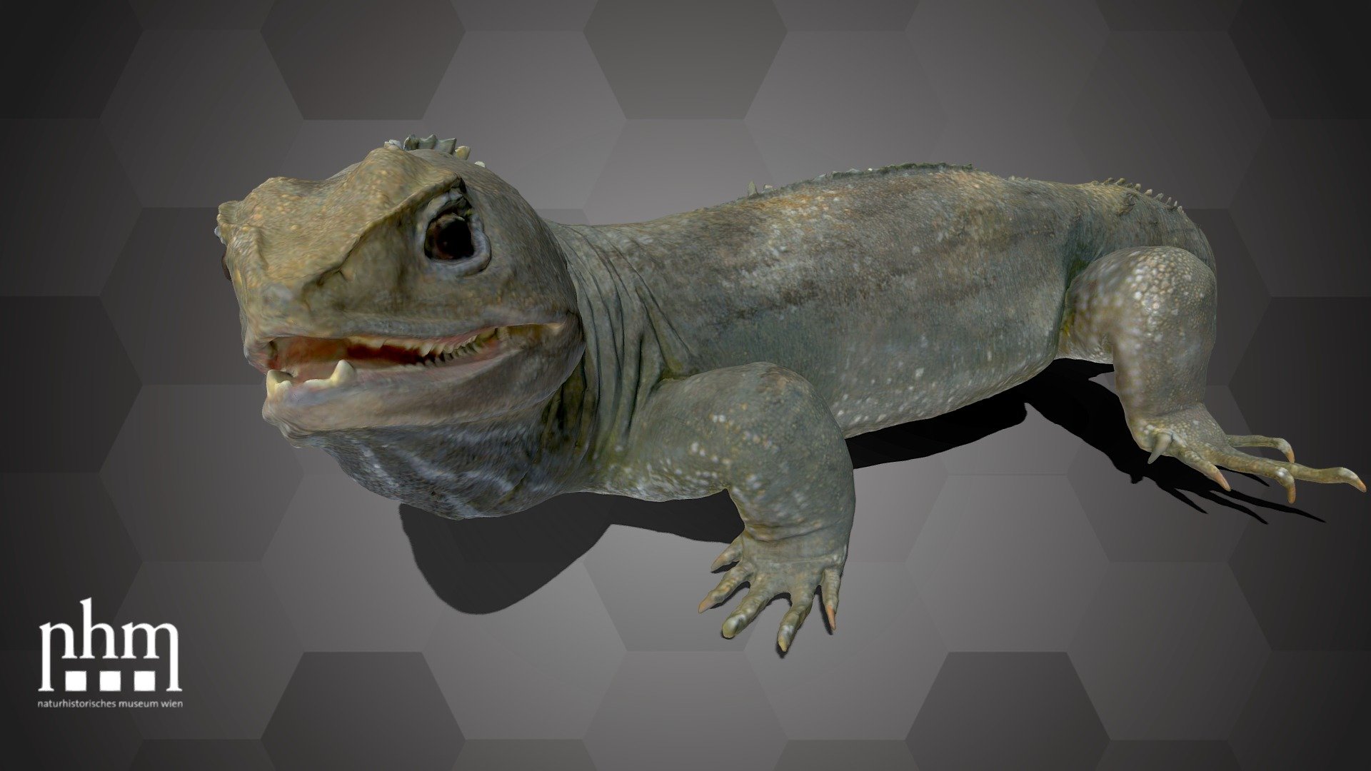 Tuatara (NHMW-ZOO-HS-32311) - Download Free 3D model by Natural History ...