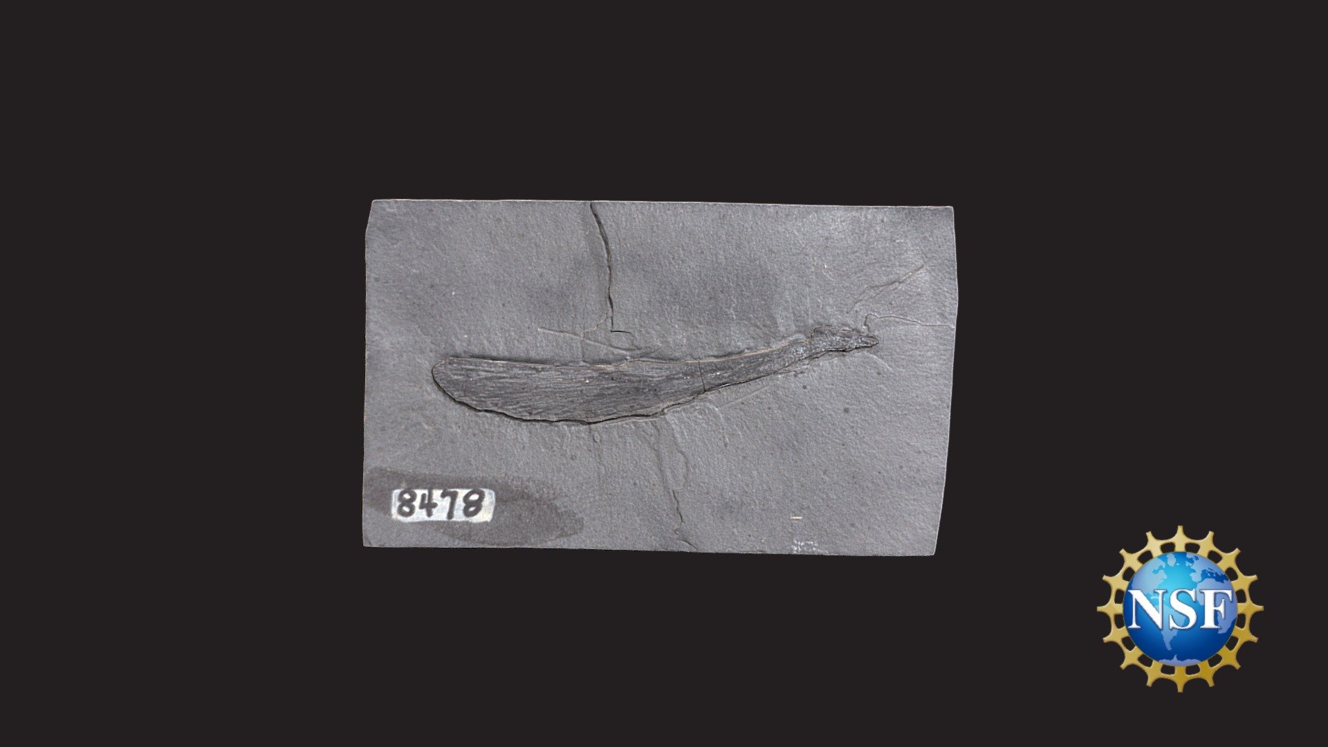 CMNH 8478 Micro Arthrodire Right Infragnathal - 3D model by Cleveland ...
