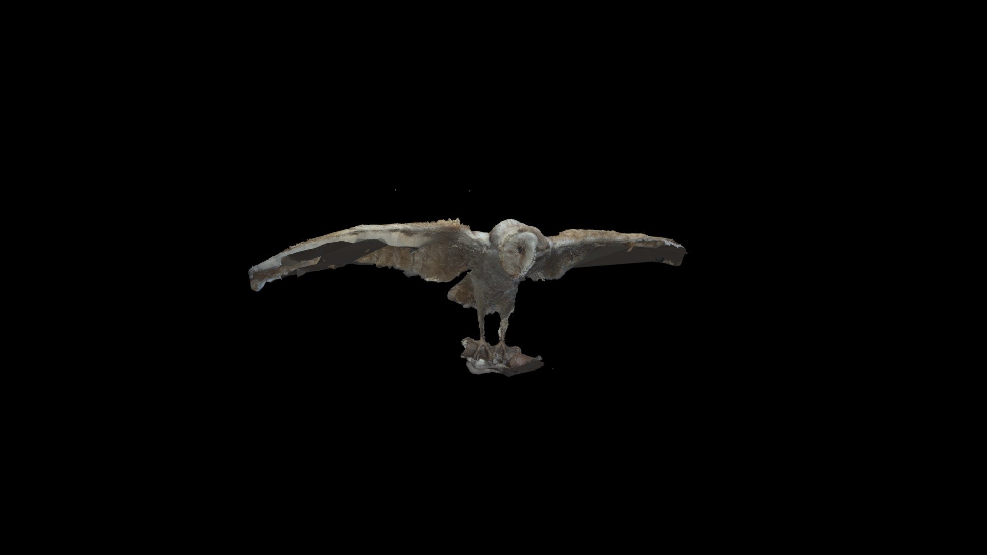Barn Owl - 3D model by megswarren [13e9f14] - Sketchfab