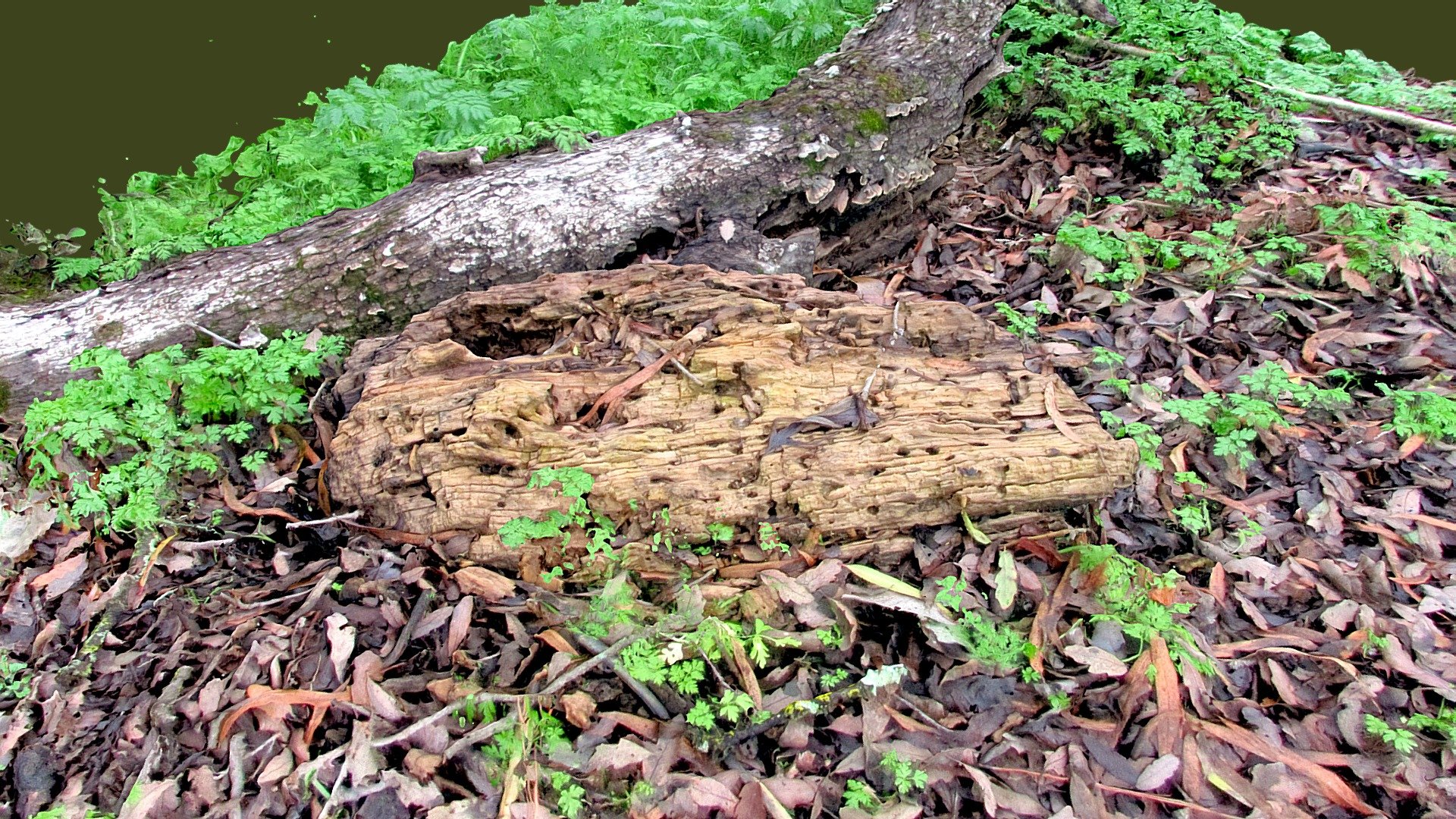 Decaying Logs on the Forest Floor - Download Free 3D model by John ...