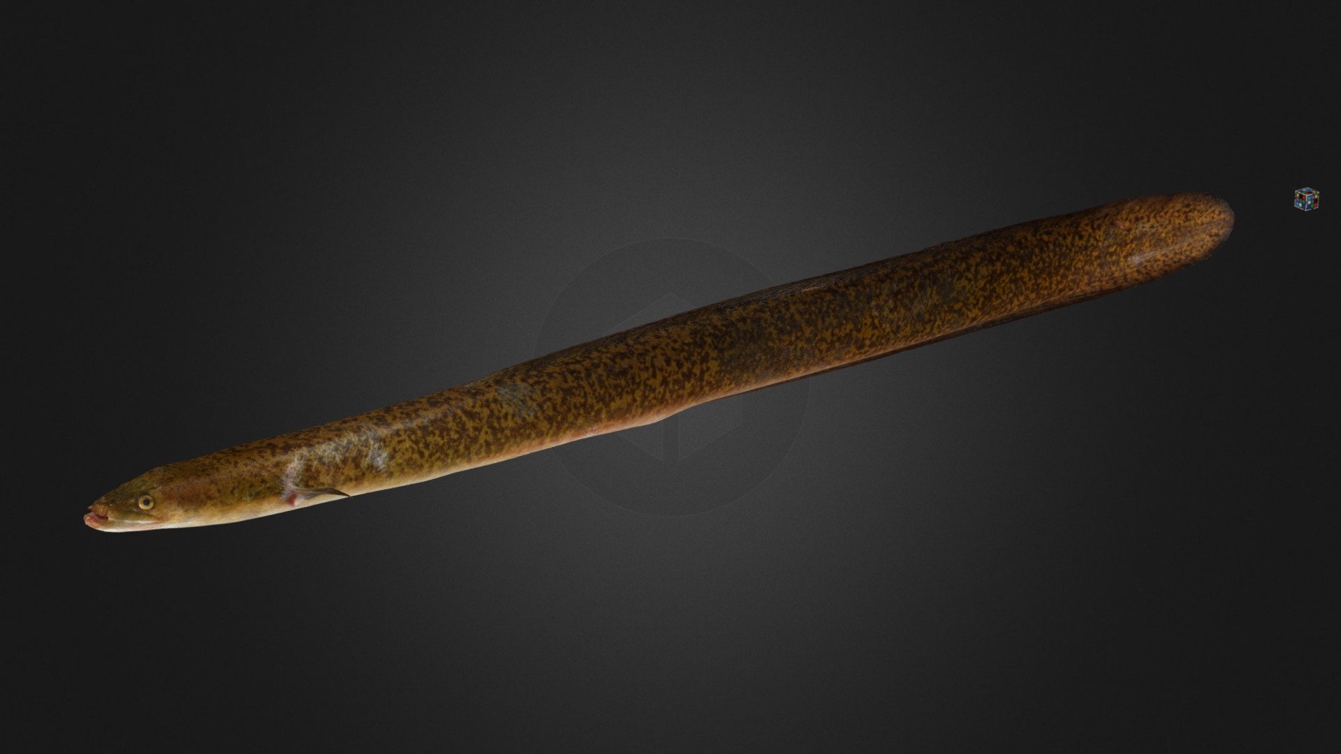 オオウナギ Giant Mottled Eel, Anguilla marmorata - Download Free 3D model by ...