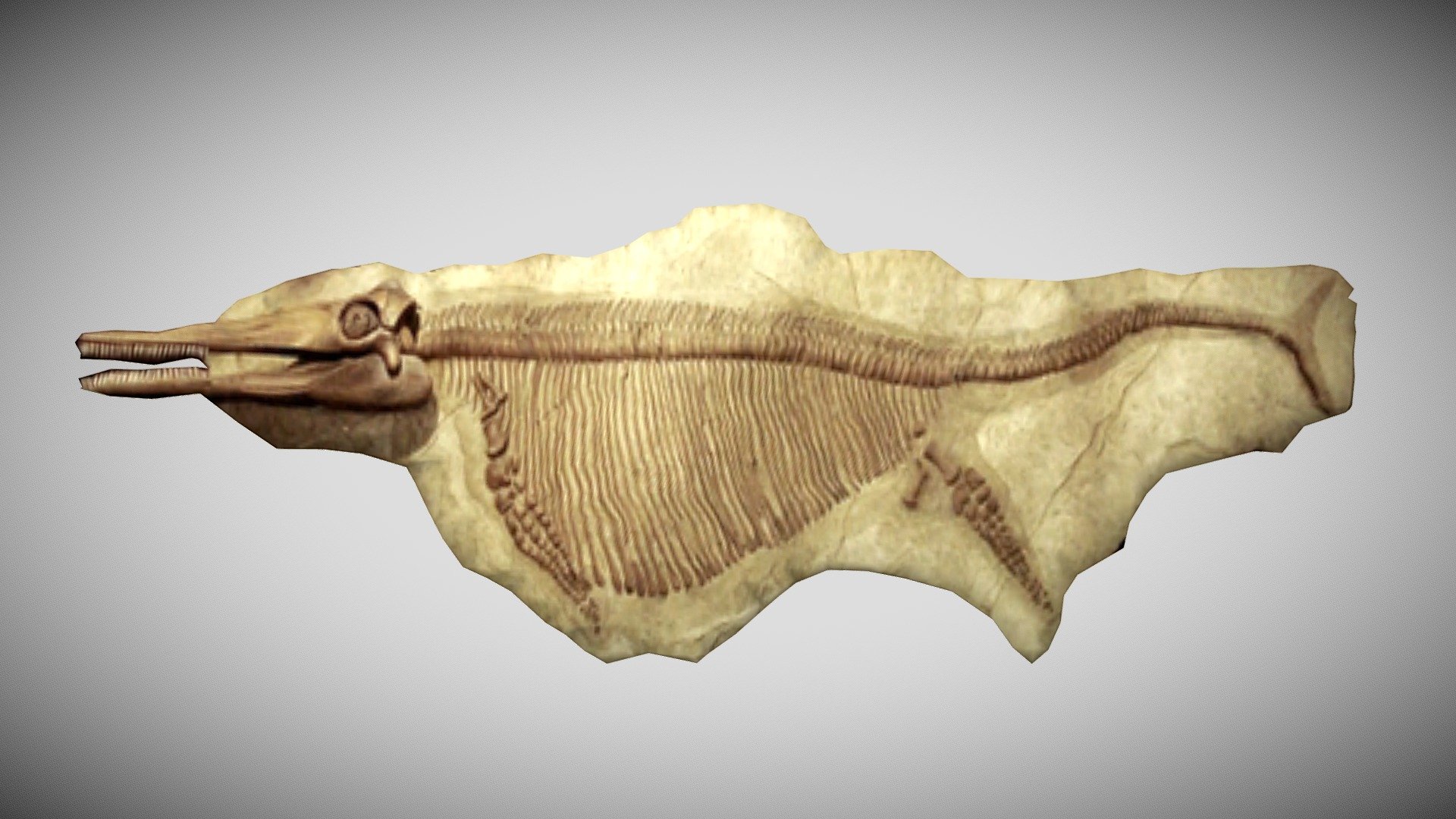 Shonisaurus popularis Fossil - Download Free 3D model by ...