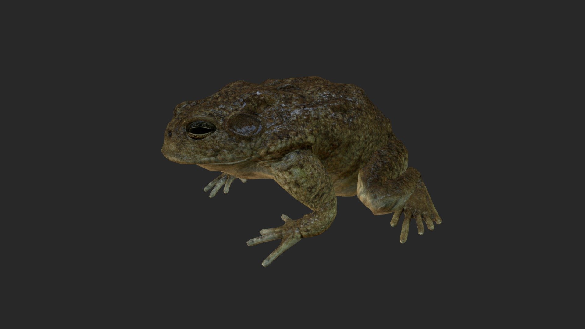 Toad - 3D model by Michał Zomerski (@michaelangelo666) [1400041 ...