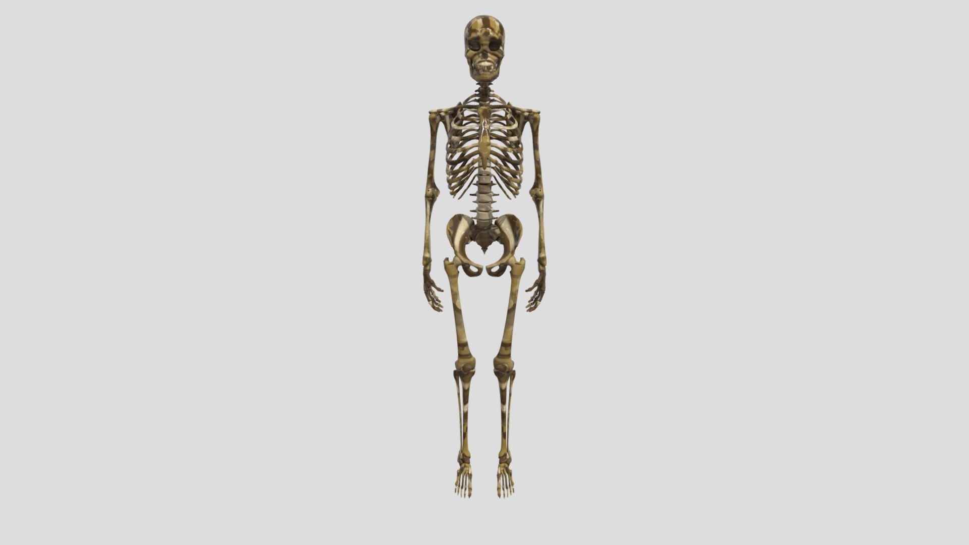 Human-skeleton-high-detailed - Download Free 3D model by akgc1501 ...