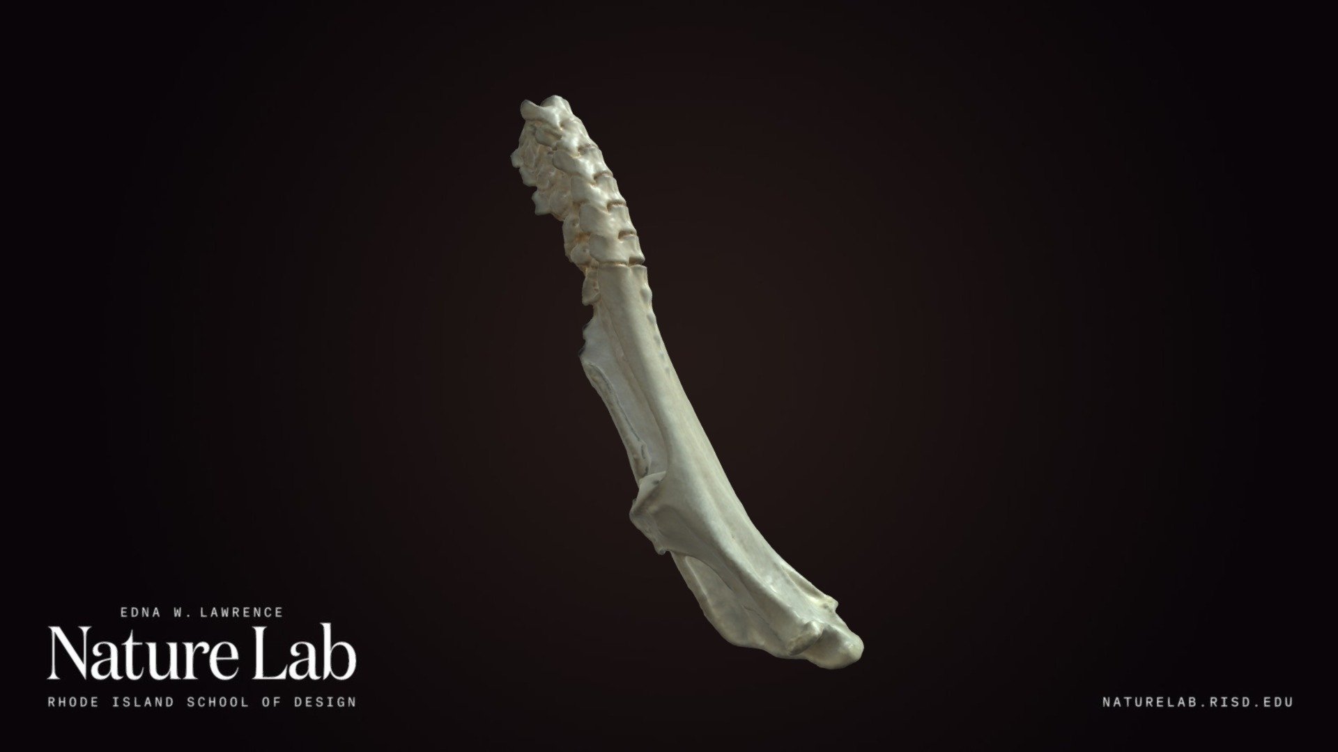 Fish Spinal Section - Download Free 3D model by RISD Nature Lab ...