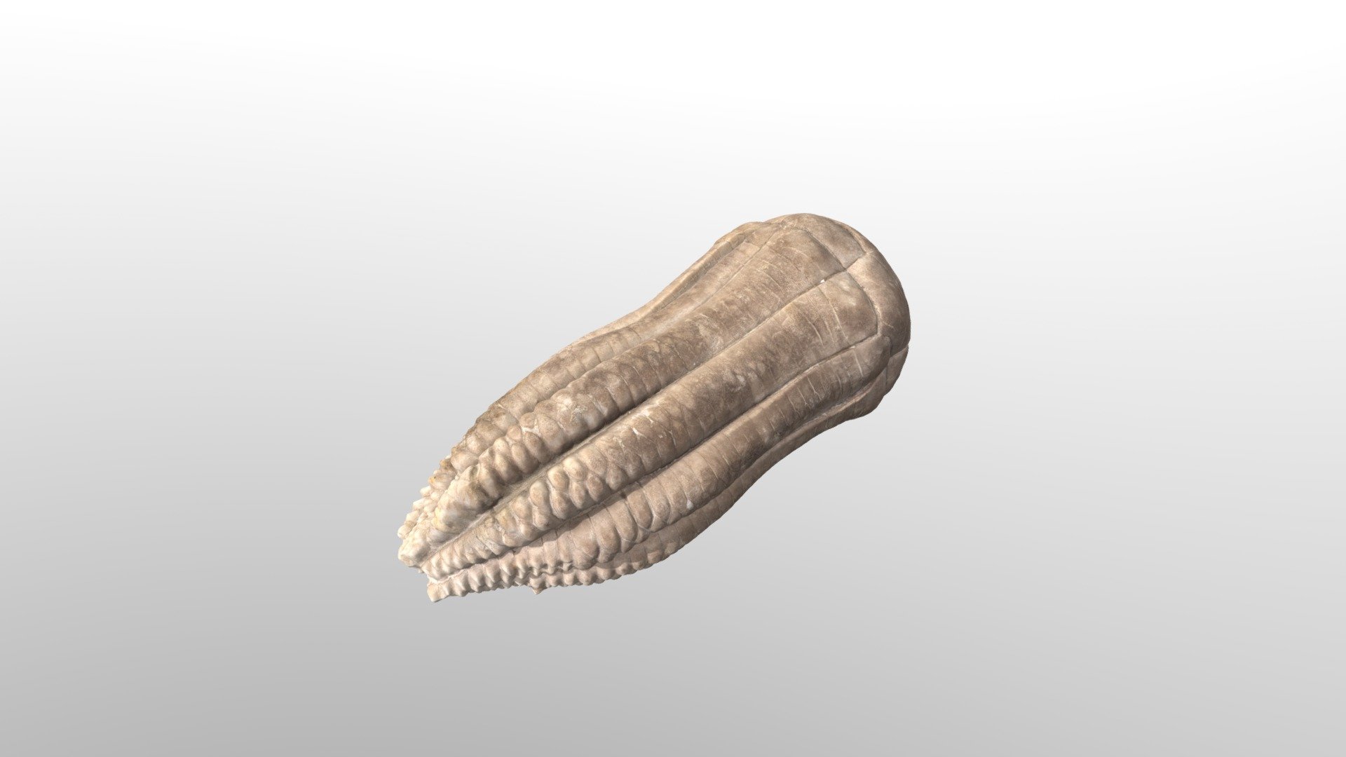 Encrinus liliiformis - 3D model by Museum Wiesbaden (@museumwiesbaden ...