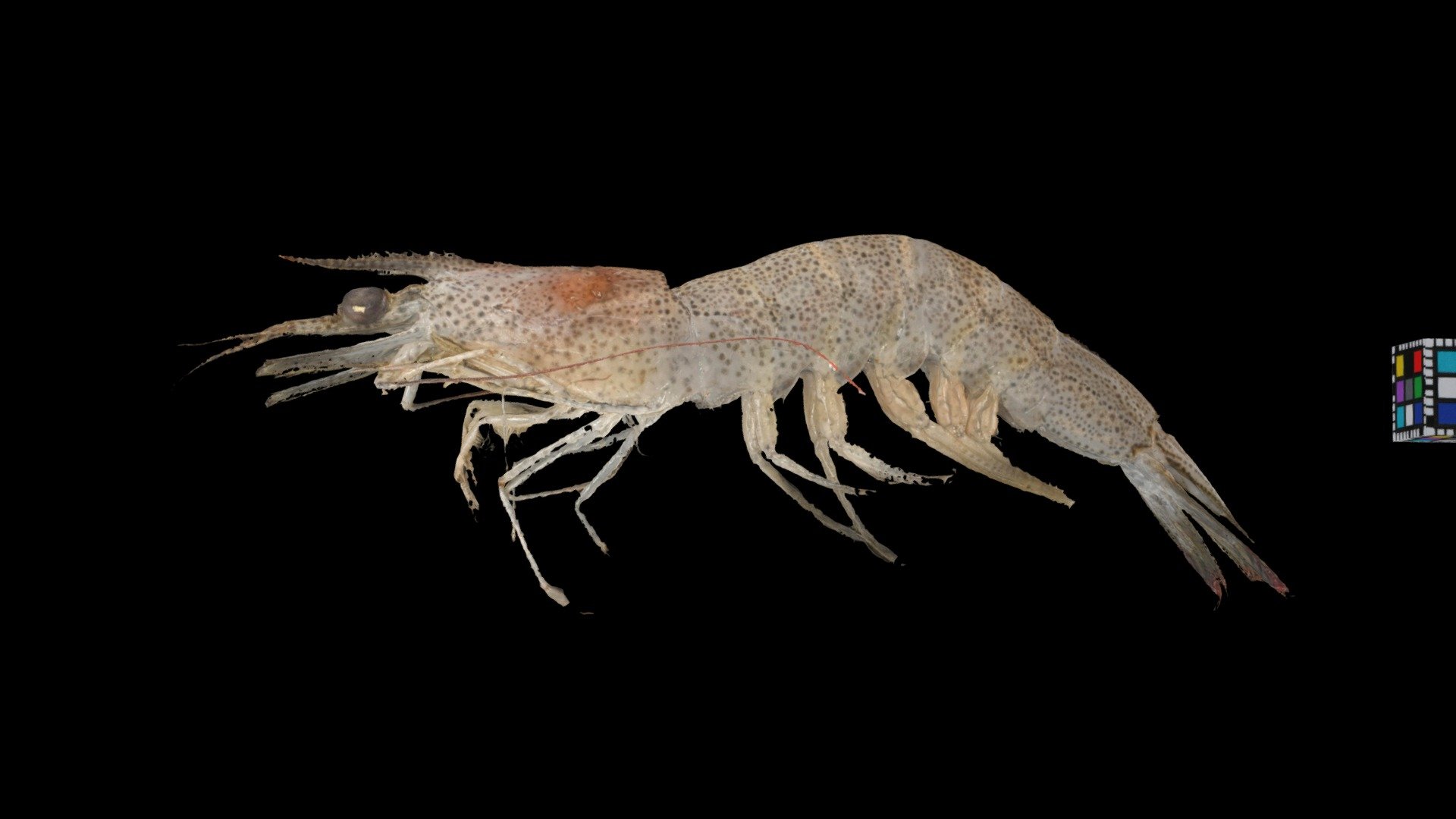 シバエビ？ Shiba Shrimp, Metapenaeus joyneri - Download Free 3D model by ...