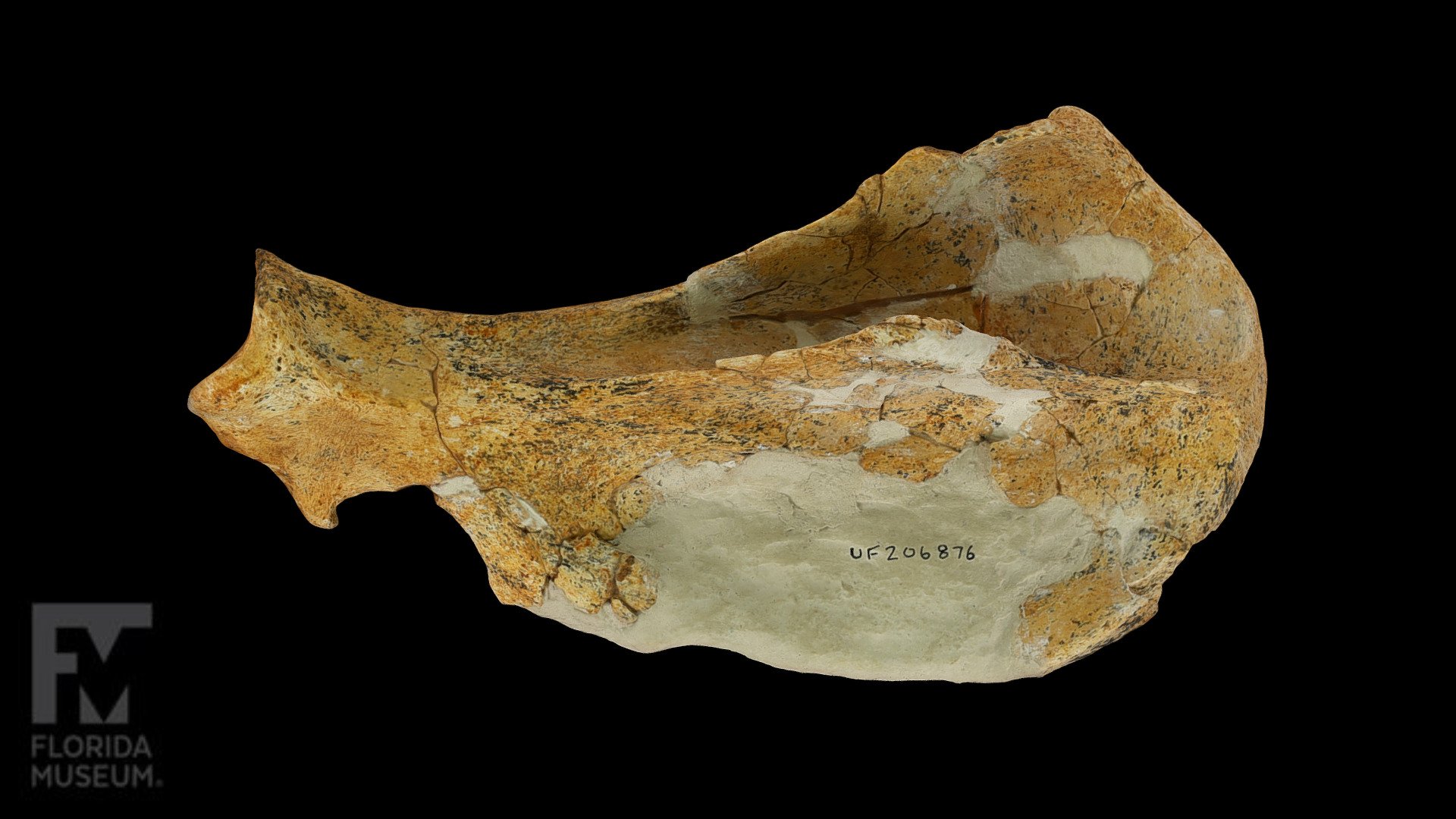 Fossil Tapir Scapula (UF UF 206876) - 3D model by FloridaMuseum ...
