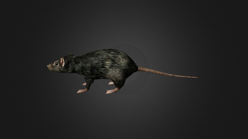 Rats - A 3D model collection by moshyfawn - Sketchfab
