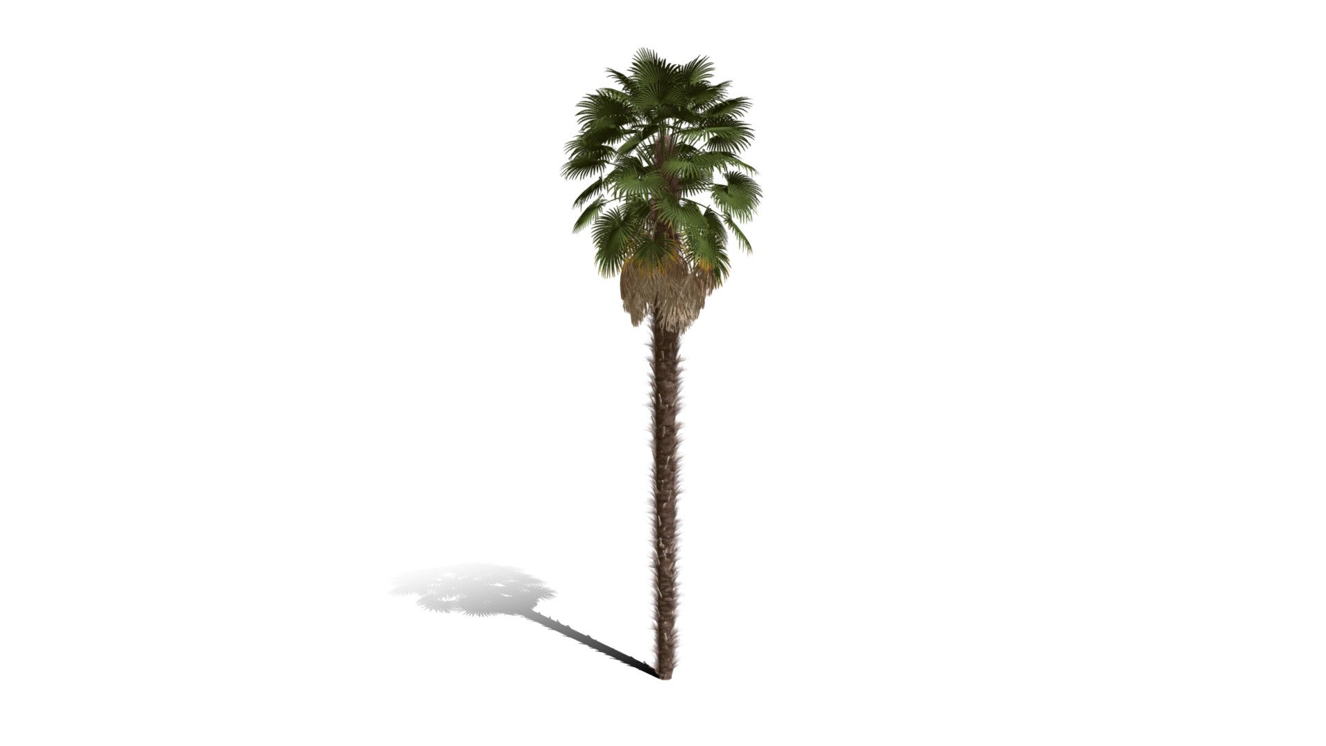 Realistic HD Windmill palm (4/25) - Download Free 3D model by ...
