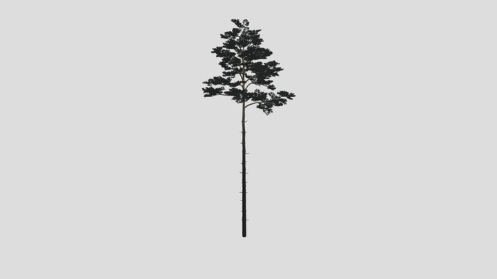Pinus 3D models - Sketchfab