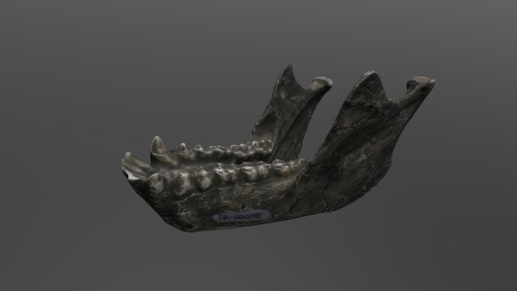 Fossil Primates - A 3D model collection by paul41 - Sketchfab