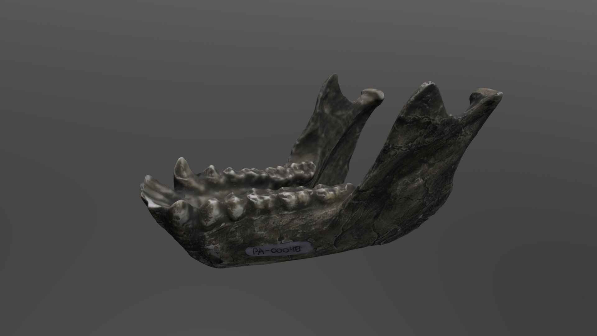 Proconsul heseloni Mandible - 3D model by UCFanthropology [1417e68 ...