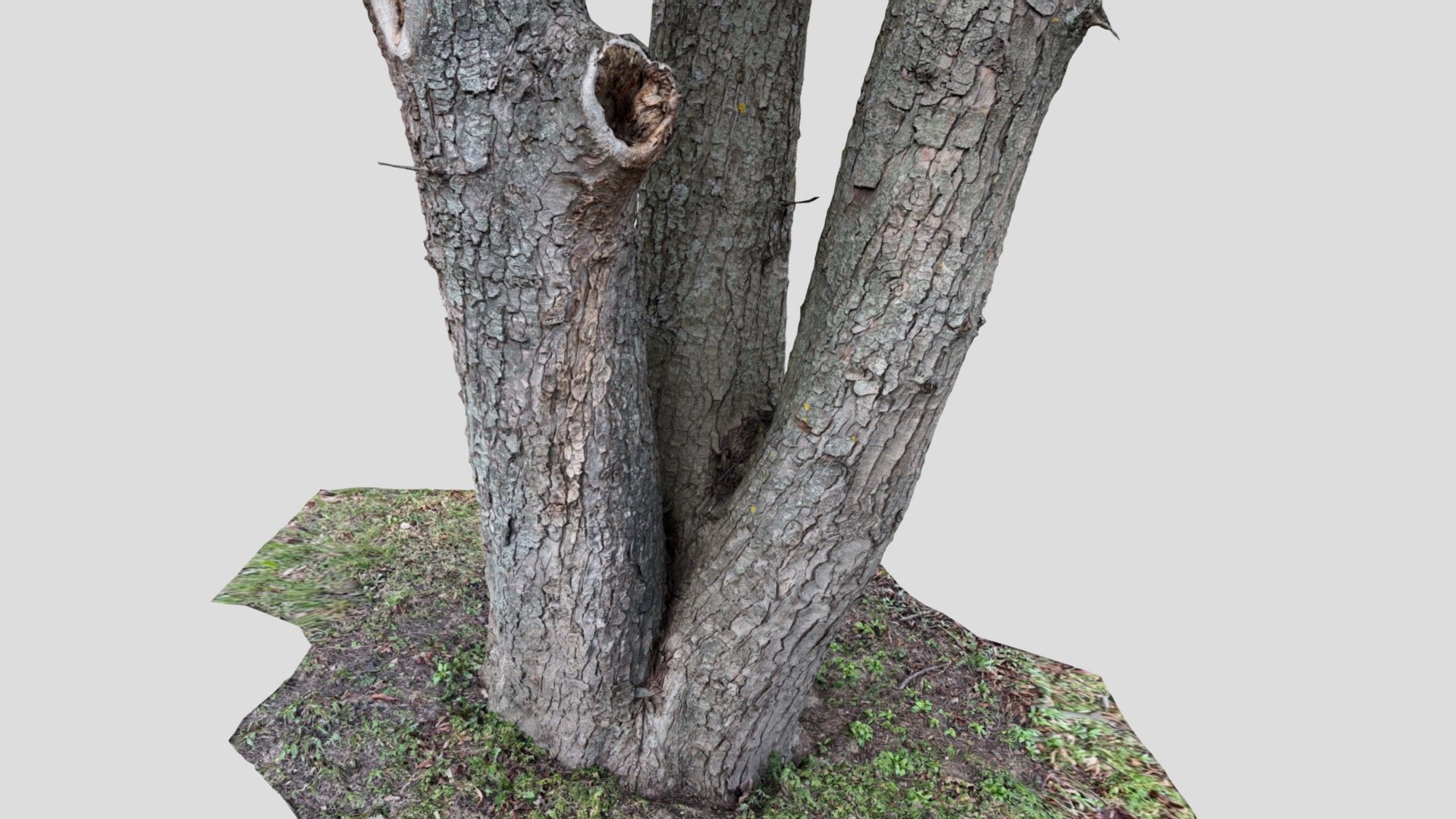 Chestnut trunk - Download Free 3D model by ScanMe [141b532] - Sketchfab