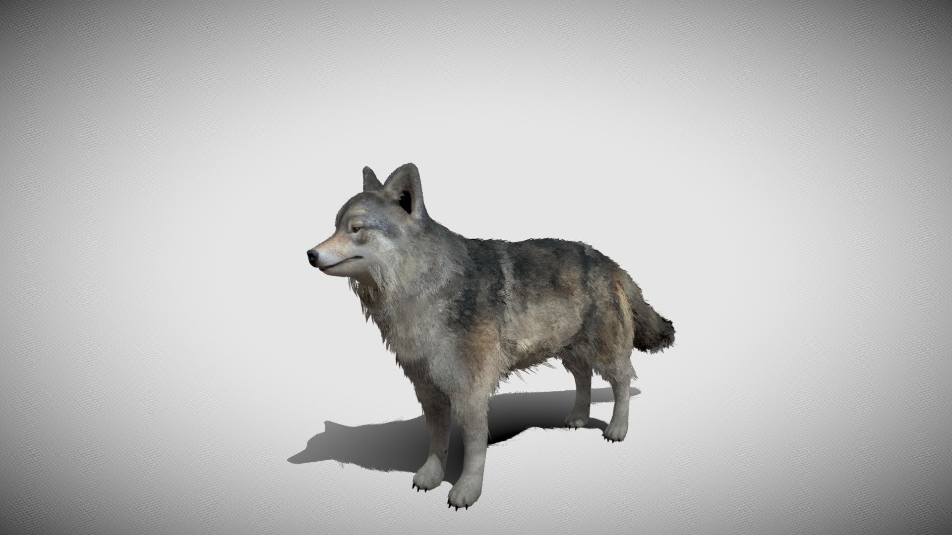 The realistic wolf - Buy Royalty Free 3D model by Nakler'sWork (@Nakler ...