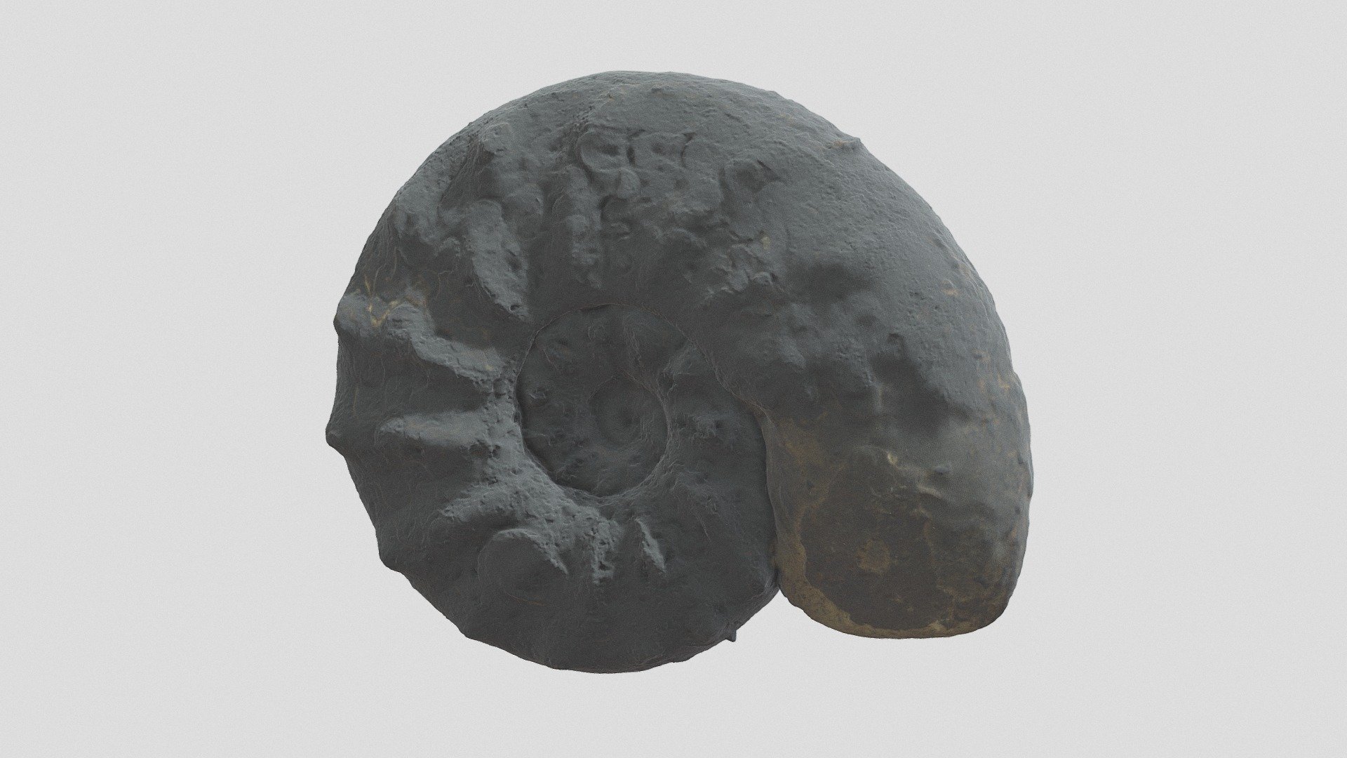 Ceratites - Download Free 3D model by Atlante virtuale 3D Geoscienze ...