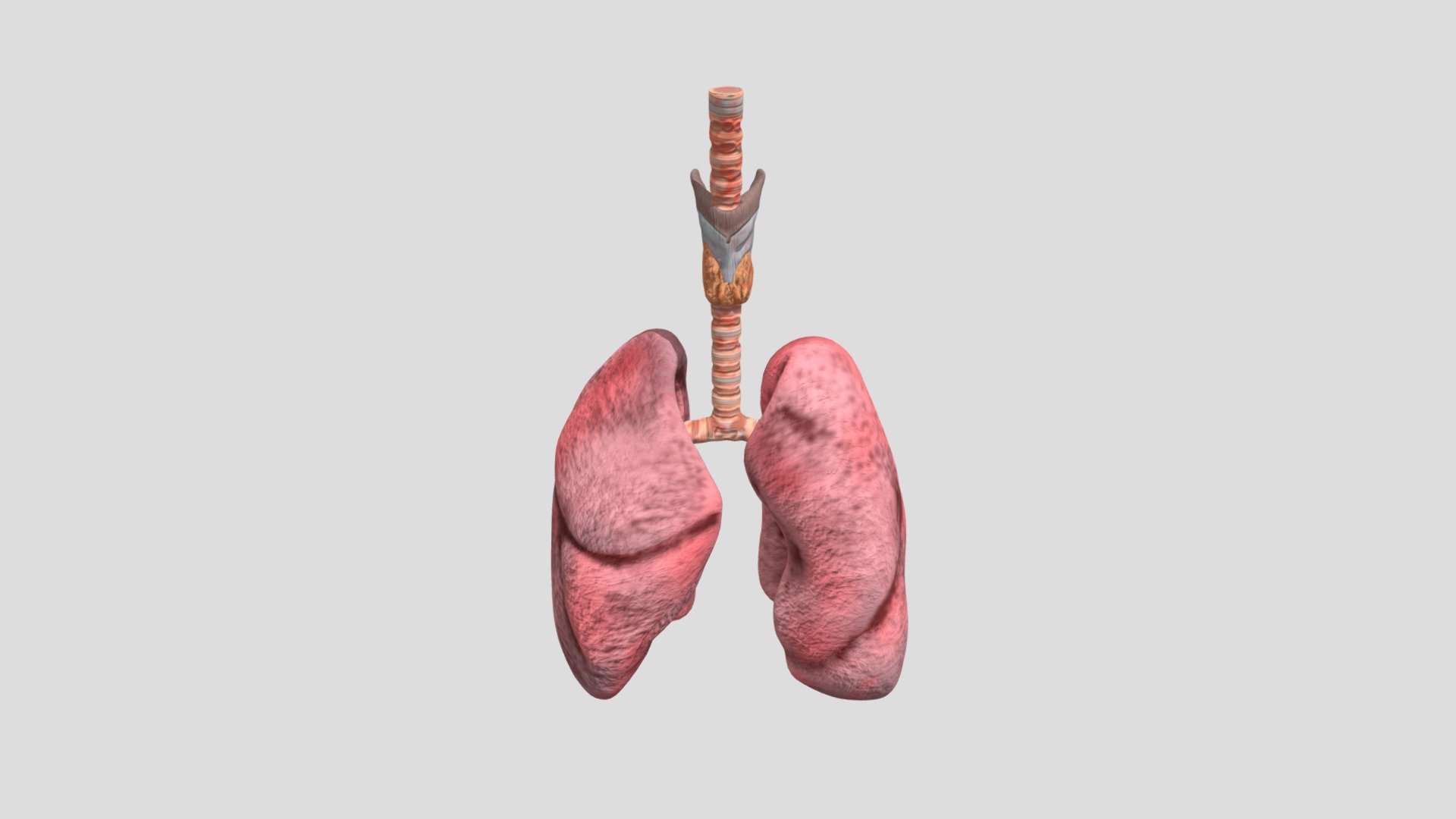 realistic-human-lungs - 3D model by eshahsavand [141ea80] - Sketchfab