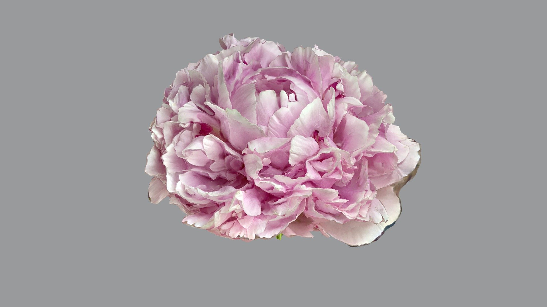 Peony - Download Free 3D model by Terrie Simmons-Ehrhardt ...