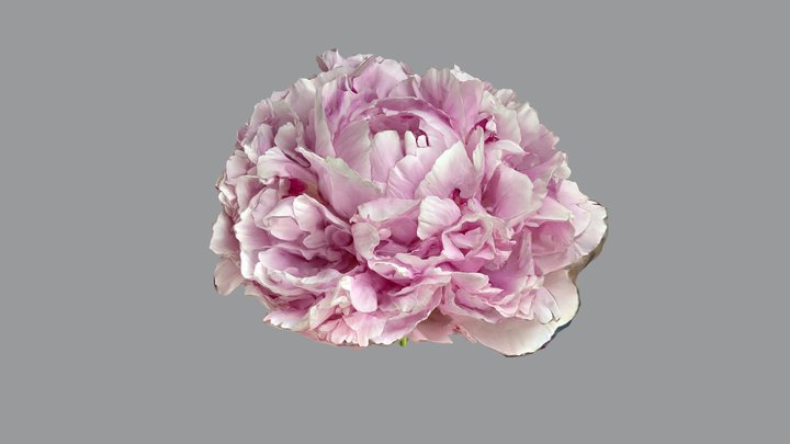 Peony 3D models - Sketchfab