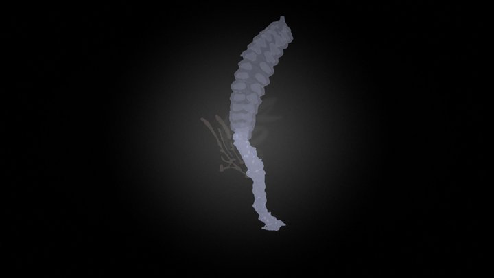 Cnidaria 3D models - Sketchfab