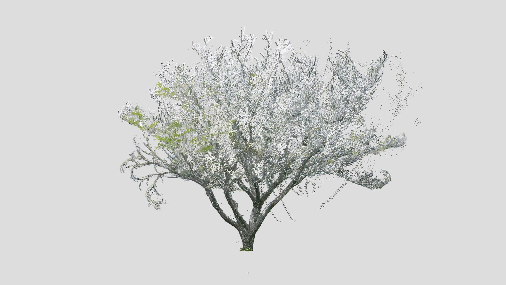 Tree Point Cloud - Buy Royalty Free 3D model by magnum_opus (@tree ...