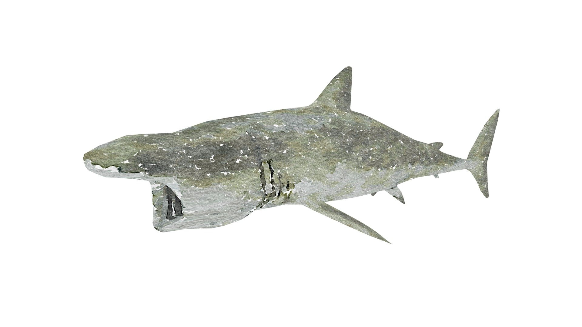 Basking-shark Illustration - 3D model by josluat91 [142b6a5] - Sketchfab