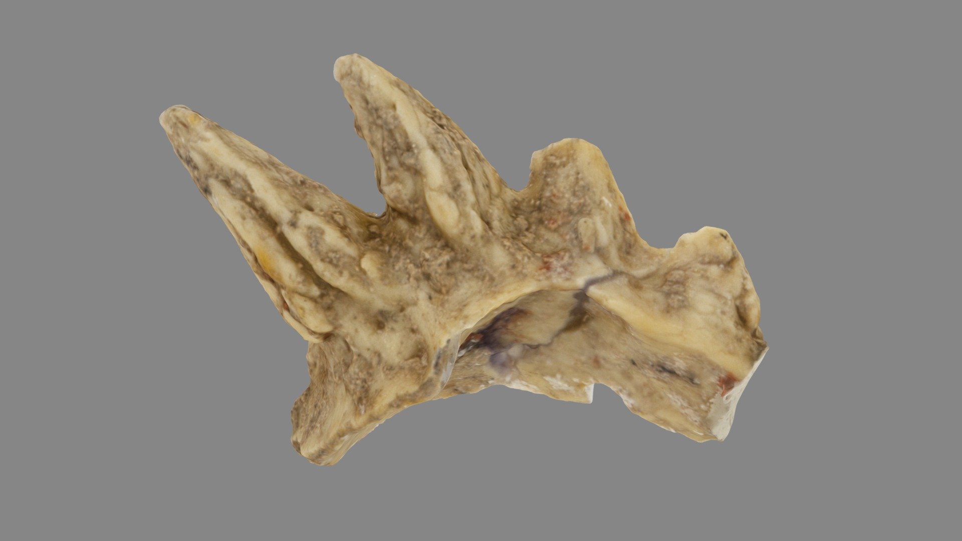 Fossil Holotype Horned Lizard - 3D model by Natural History Museum of ...