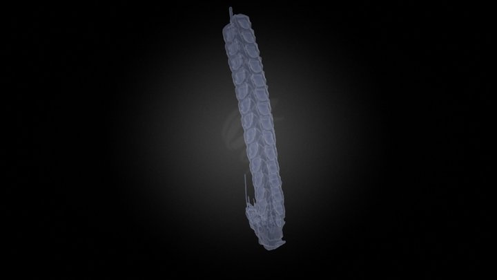 Cnidaria 3D models - Sketchfab