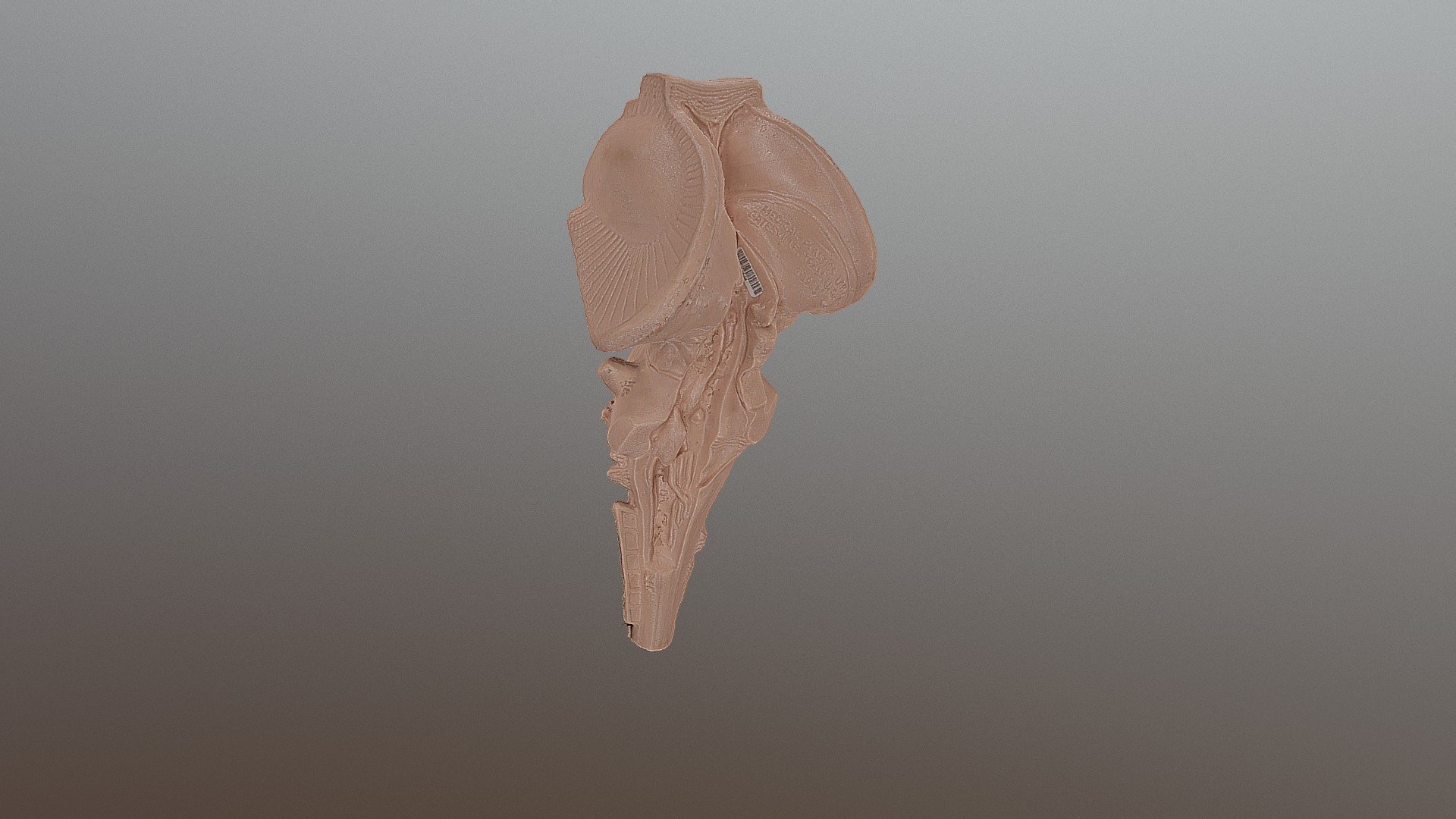 Brainstem Plastic Final - 3D model by KennedyAnatomy (@Bruce96) [1437bf4] - Sketchfab