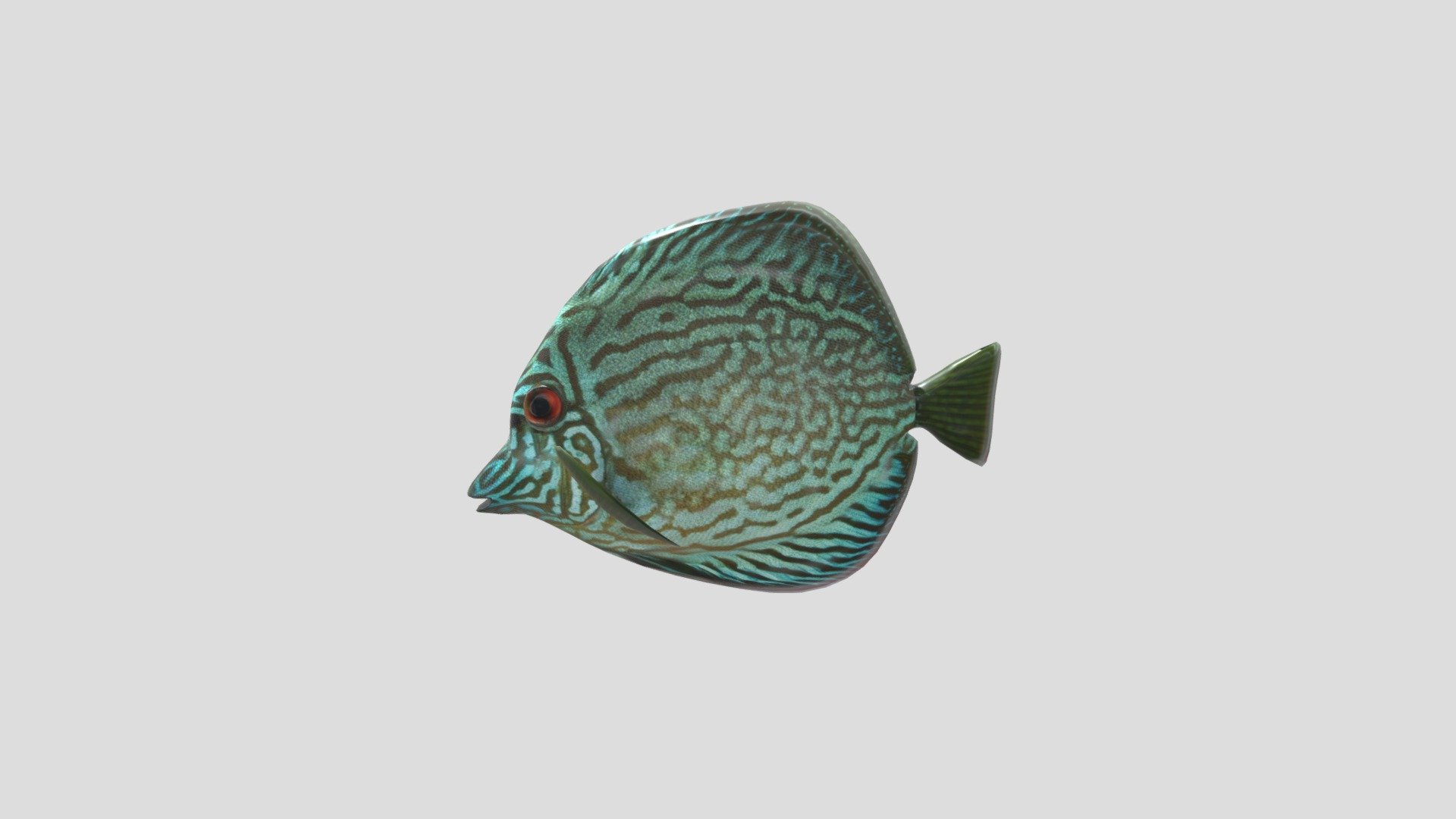 Carter Fish - Download Free 3D model by jgcarter33 [1439482] - Sketchfab