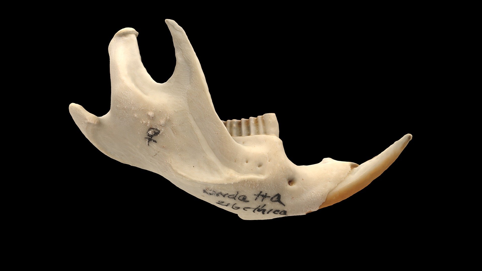 Muskrat (Ondatra zibethicus), Right mandible - 3D model by UWLzooarch ...