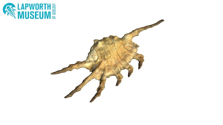 Conch 3D models - Sketchfab