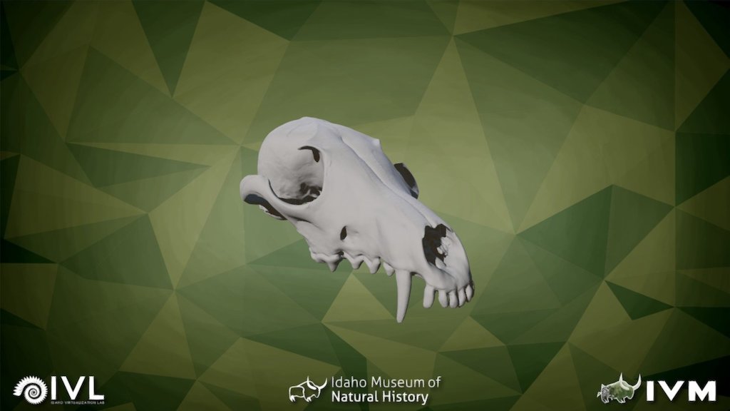 IMNH R-206 Red Fox Cranium - Download Free 3D model by Idaho ...