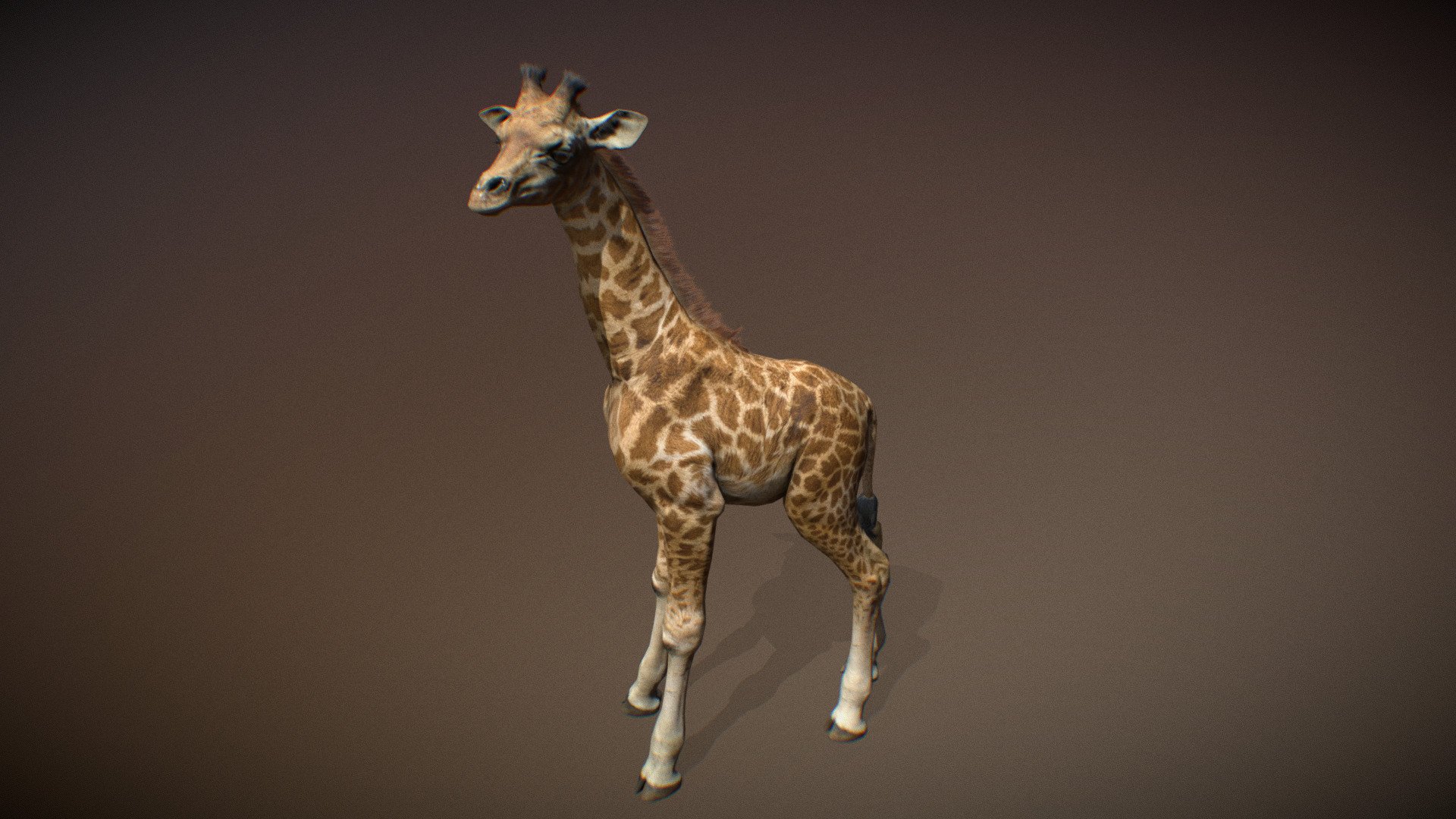 Animalia - Giraffe (young) - 3D model by GiM (@GamesInMotion) [1450c43 ...