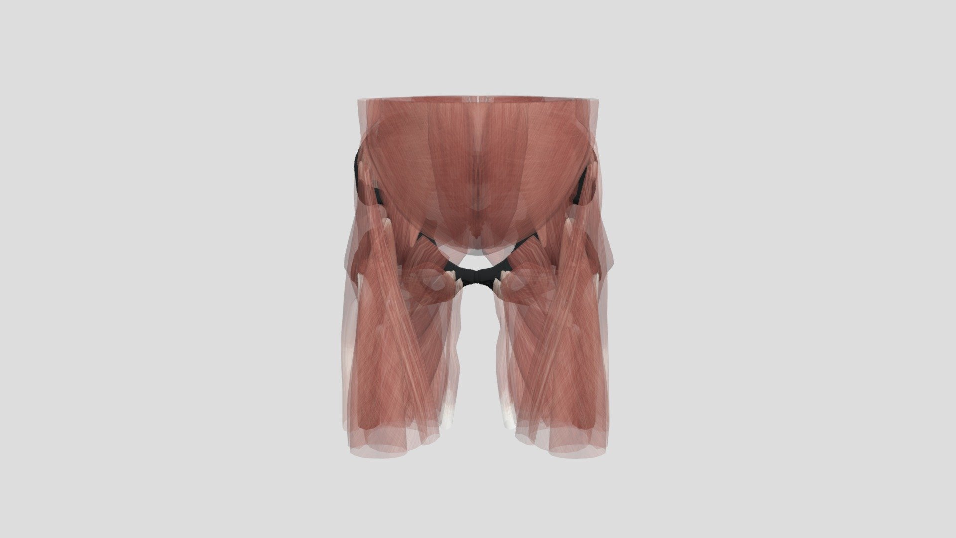 Hip_muscular - 3D model by foxphoto01 [145786d] - Sketchfab
