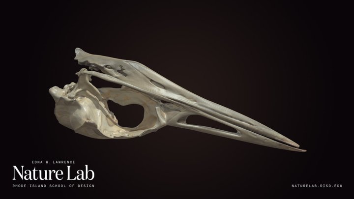 Egret 3D models - Sketchfab