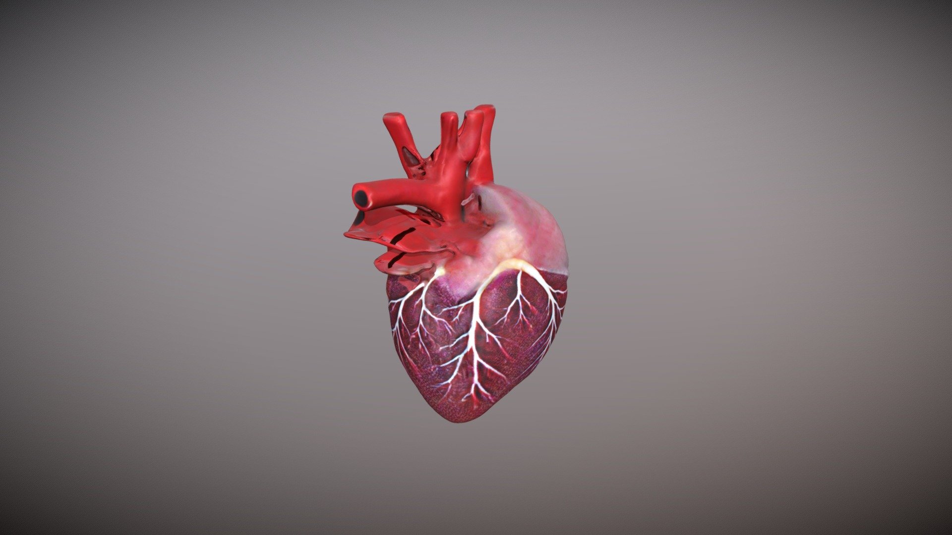 Human Heart - Buy Royalty Free 3D model by AssetSource [145c72c ...