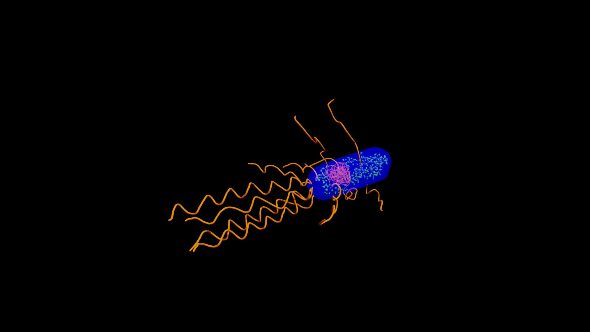 bacteria-eColi - Download Free 3D model by arthurolson [146031b ...