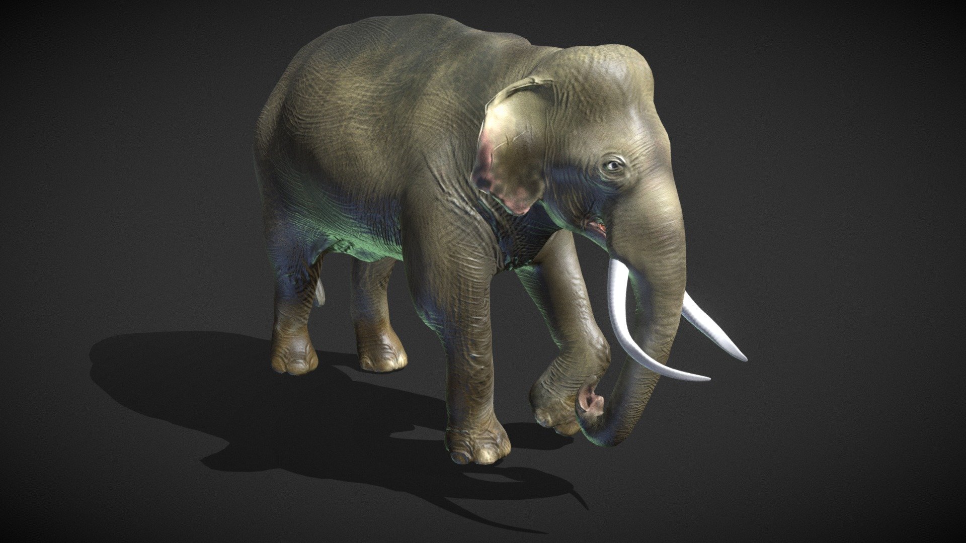 Indian Elephant - 3D model by Josh.Hatfield [1460b2d] - Sketchfab