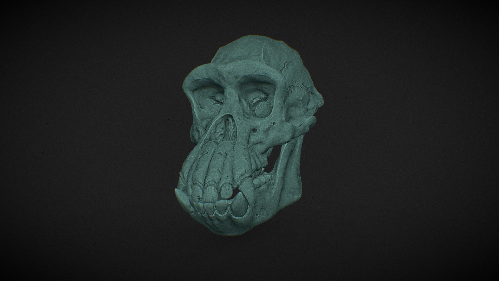 Ape Skull - Download Free 3D model by MARCOVAZ [1461442] - Sketchfab