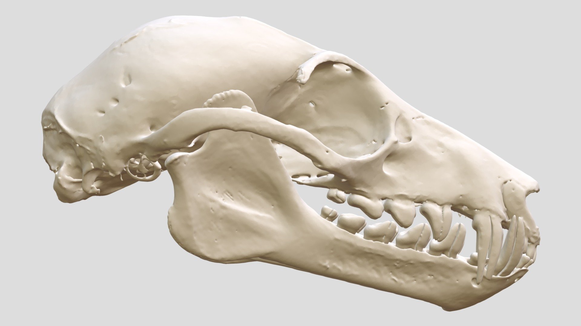 Pteropus lylei (MSB:Mamm:32453) - 3D model by Biodiversity [1463d0f ...