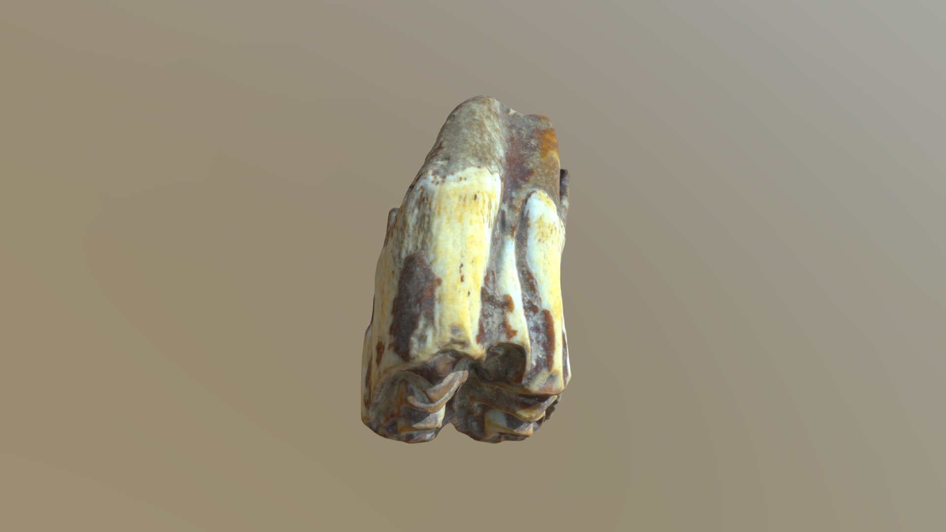 Dent de Bos primigenius (Auroch) - 3D model by CyclopKiLouch [14640de ...