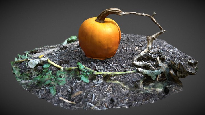 Squash 3D models - Sketchfab